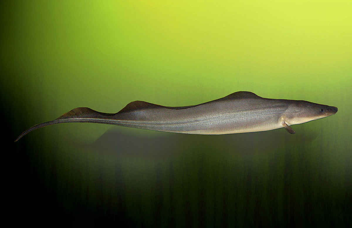 Fish fins inspire soft material | Croucher Foundation