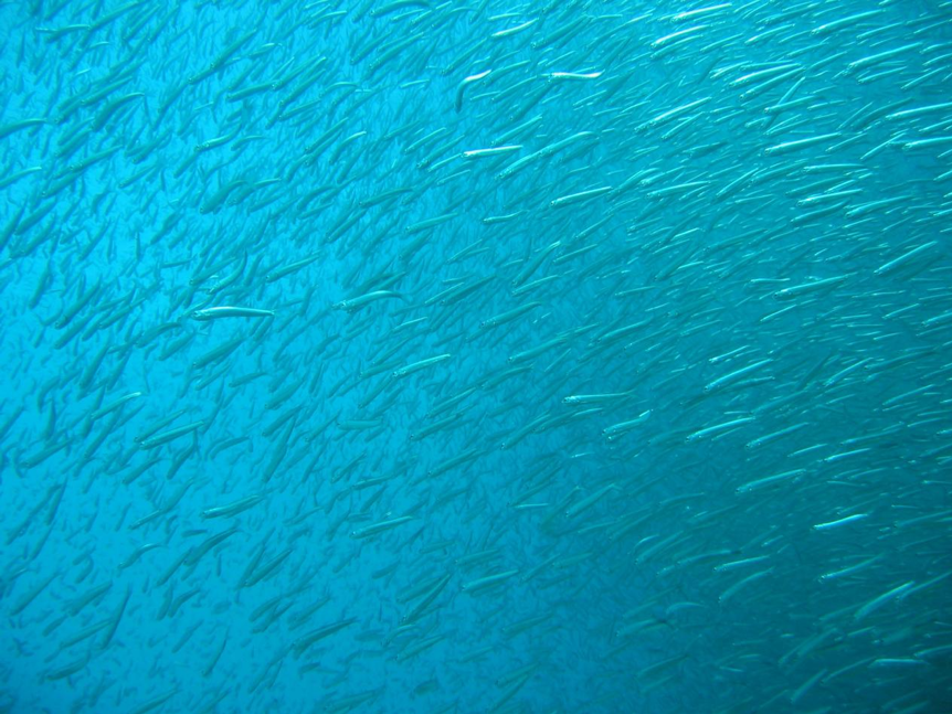How are fish adapting to ocean warming? | Croucher Foundation
