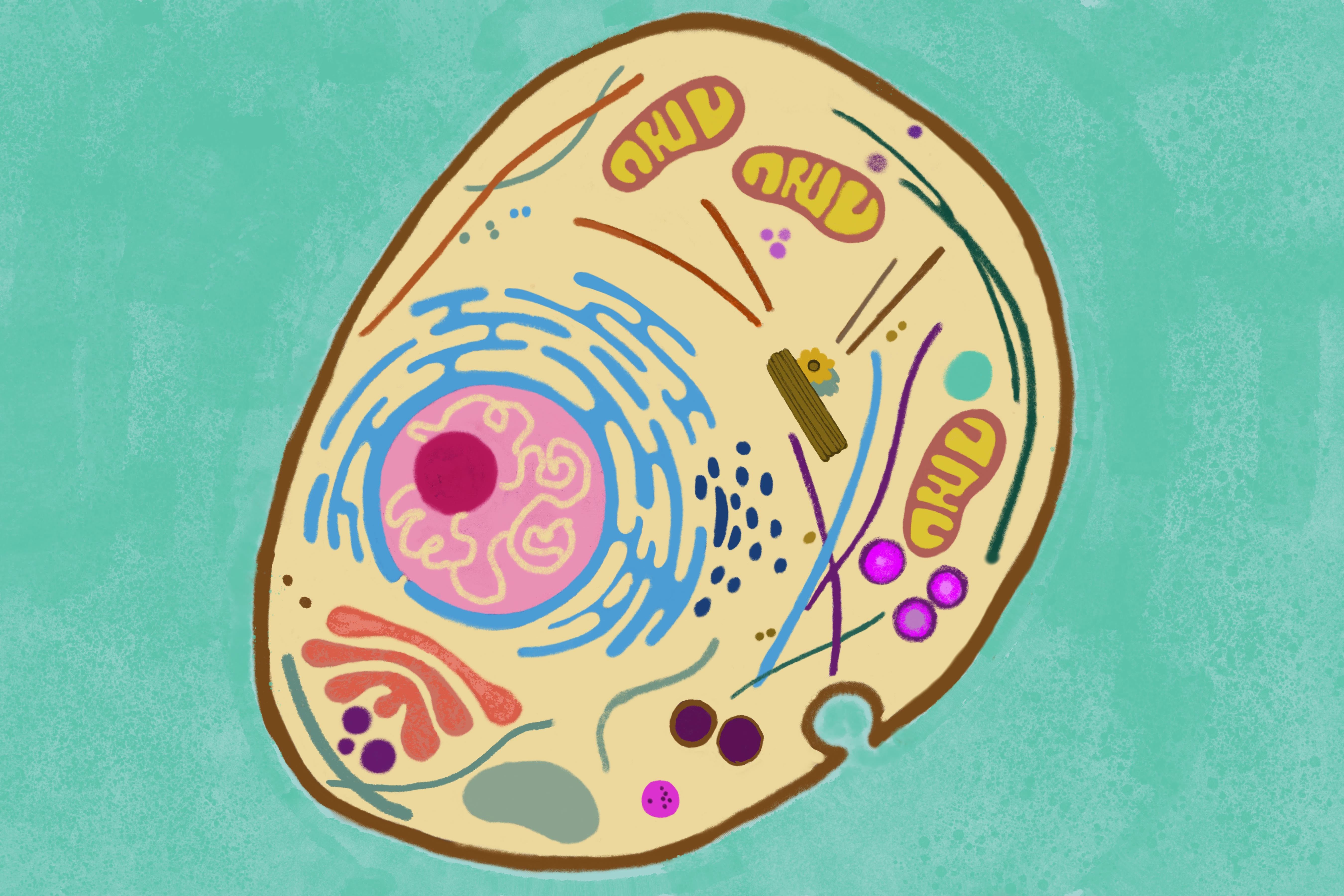 Unlocking the secrets of cellular shape-shifting | Croucher Foundation