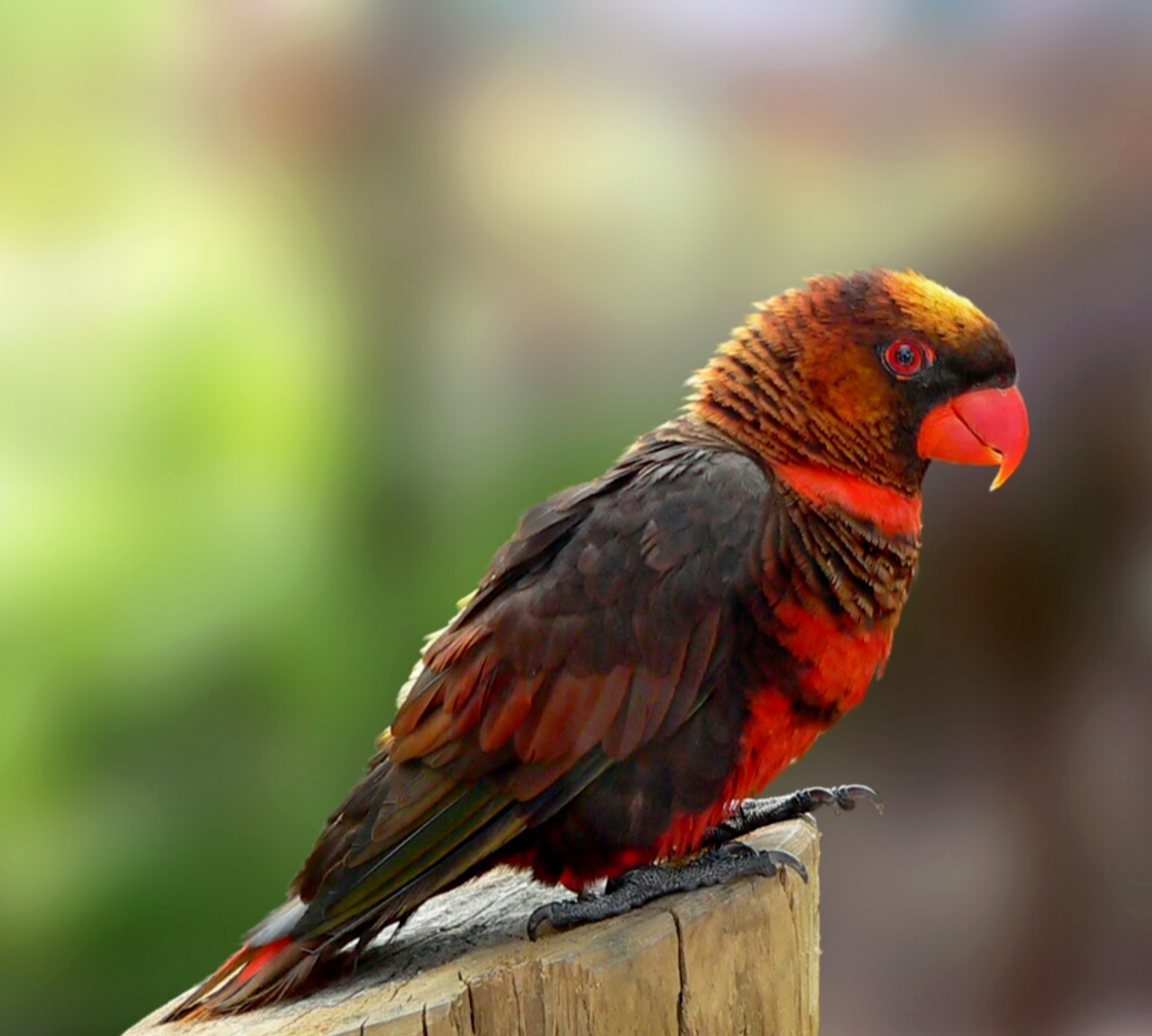 Scientists unlock the secret of how parrots get their bright colours ...