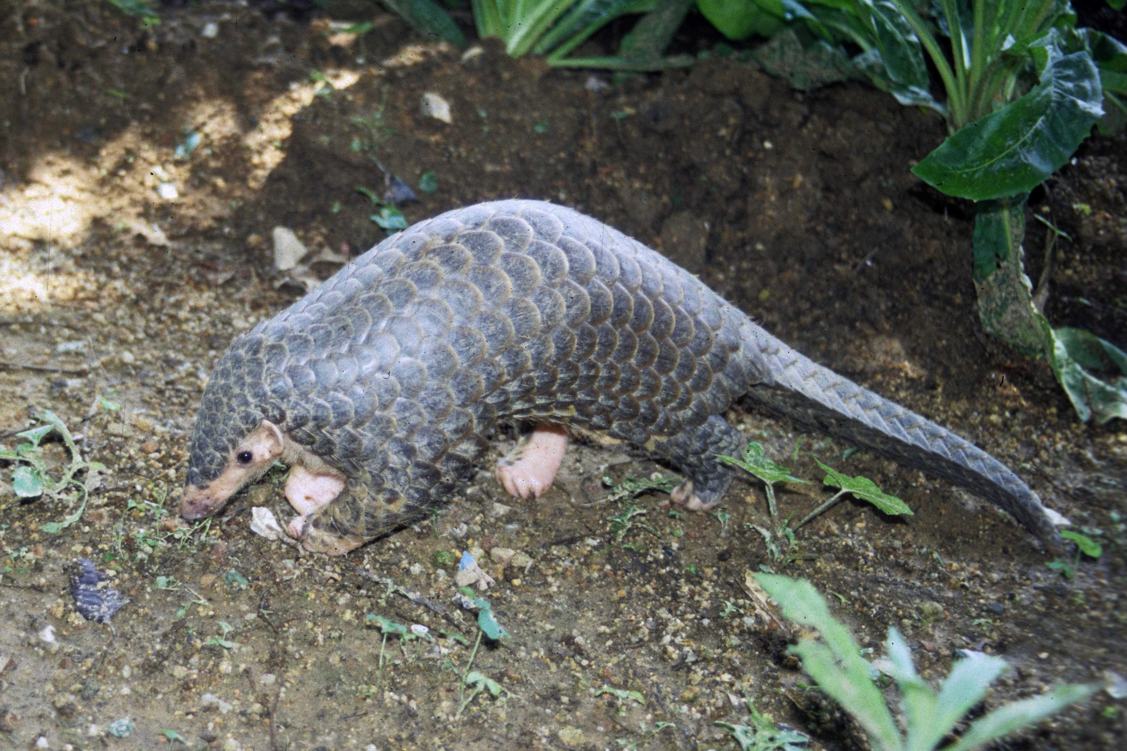 chinese_pangolin