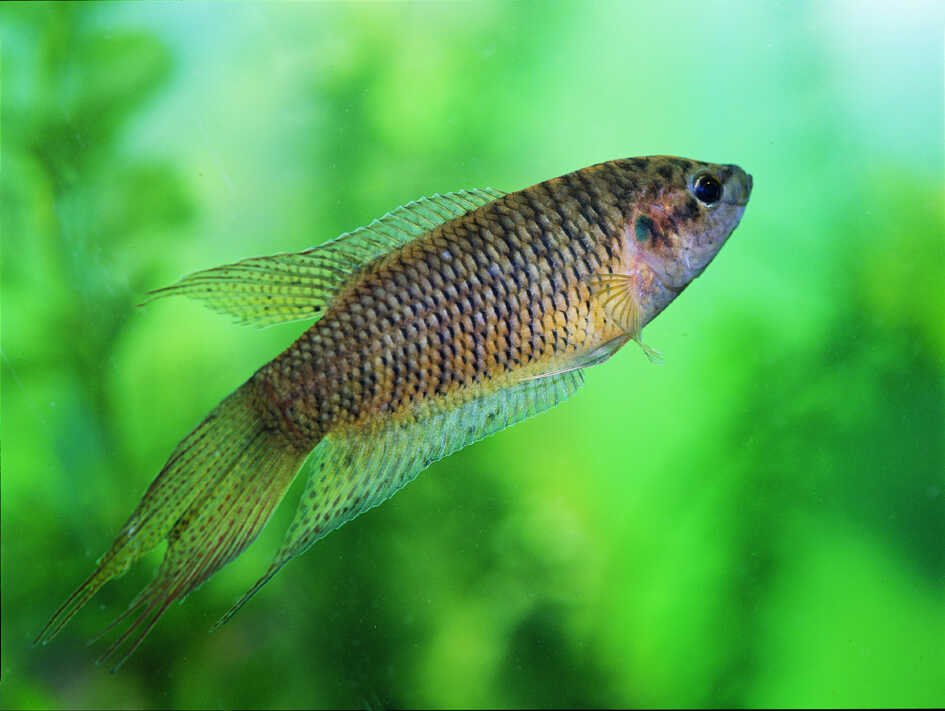 Hong Kong's very own paradise fish | Croucher Foundation