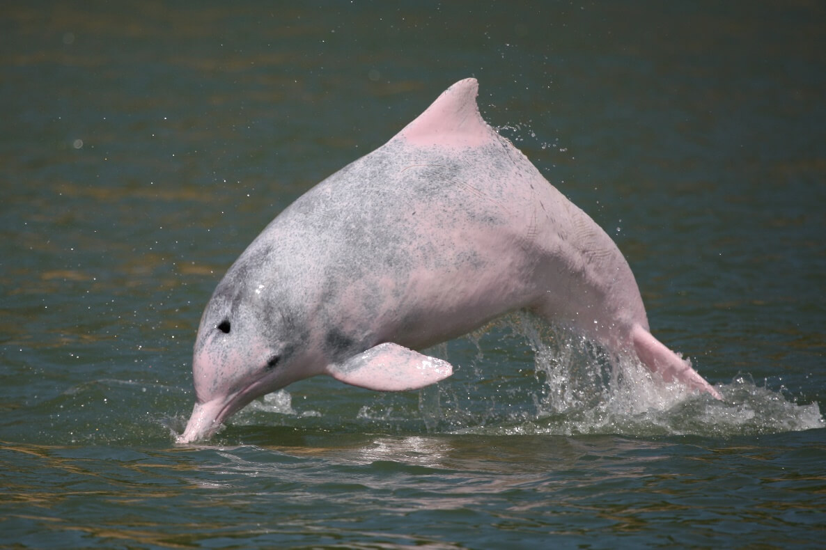 white dolphin