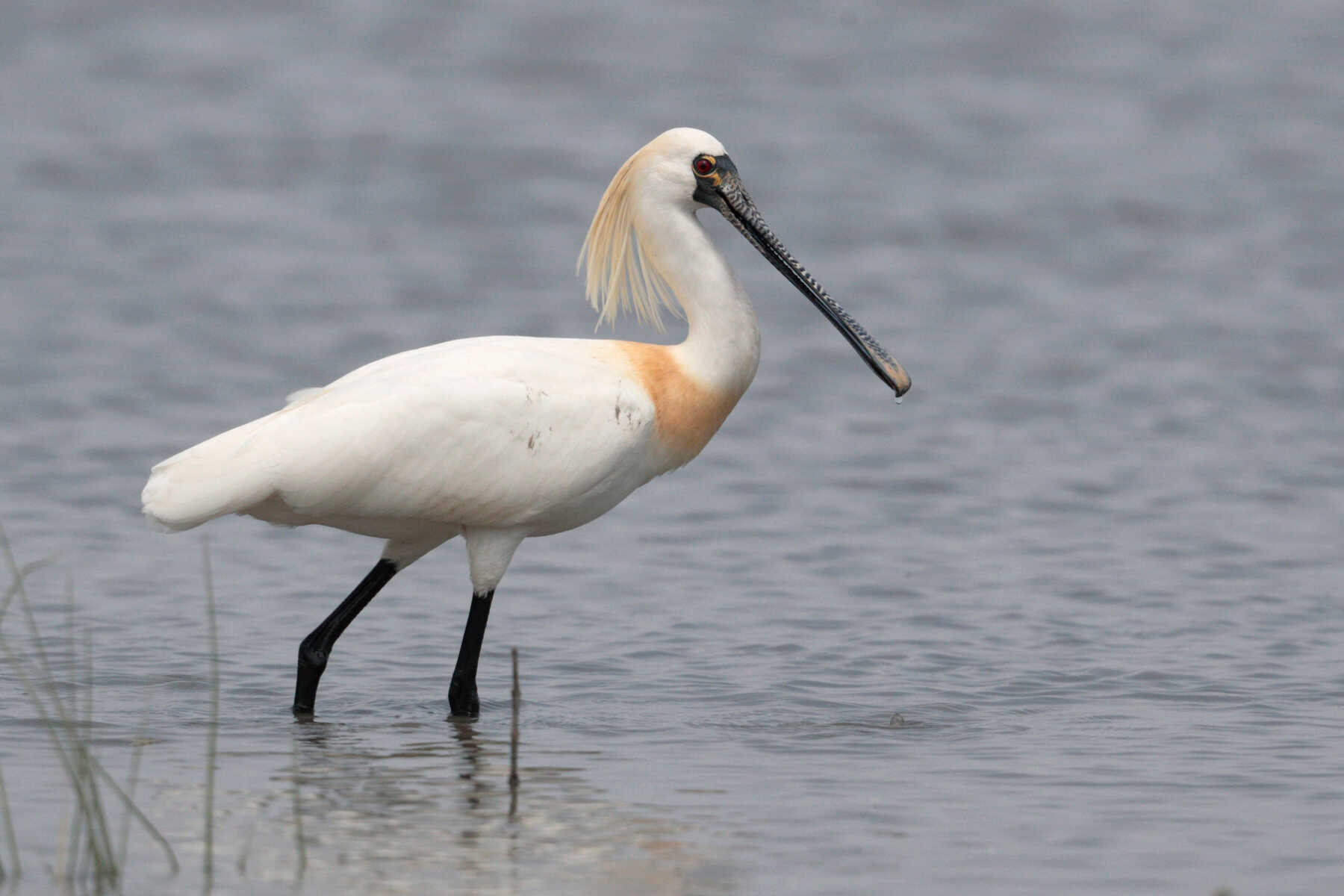 Where is this iconic wader headed? | Croucher Foundation