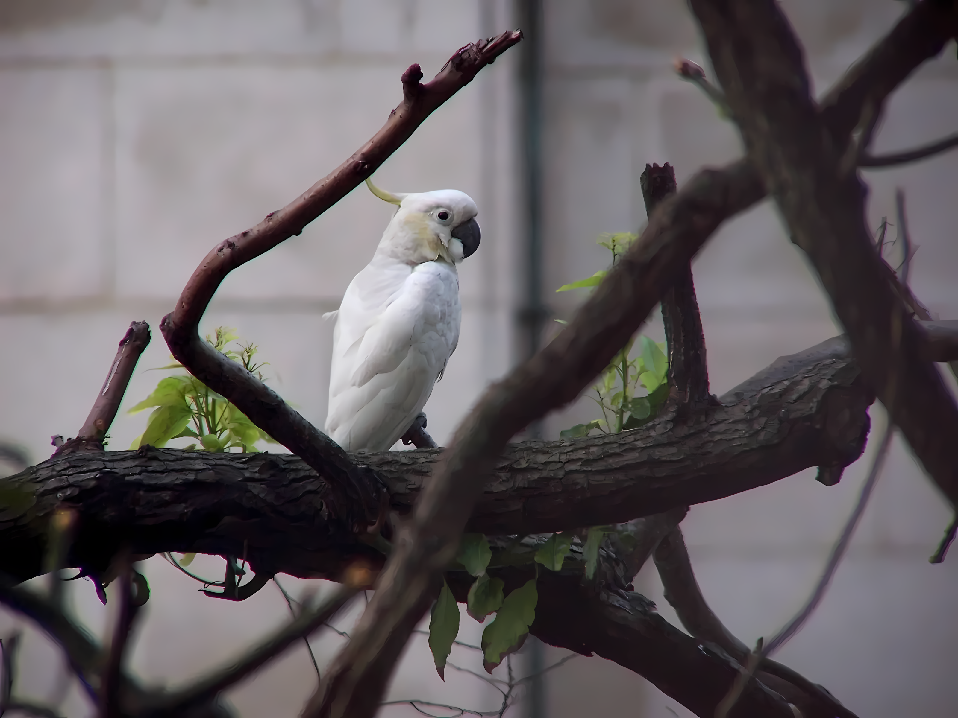 gray cockatoos
