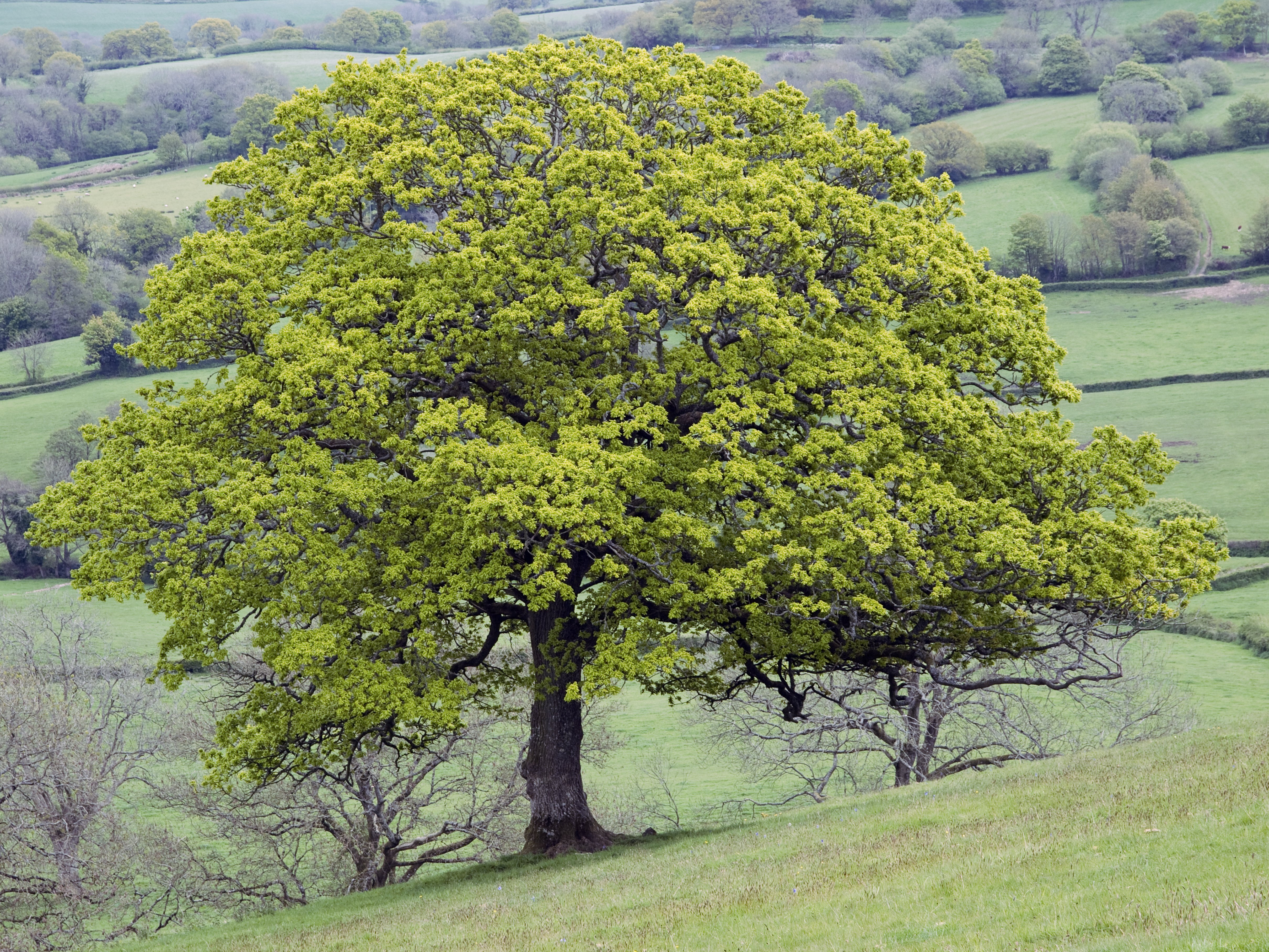 Time and the Trees | Croucher Foundation