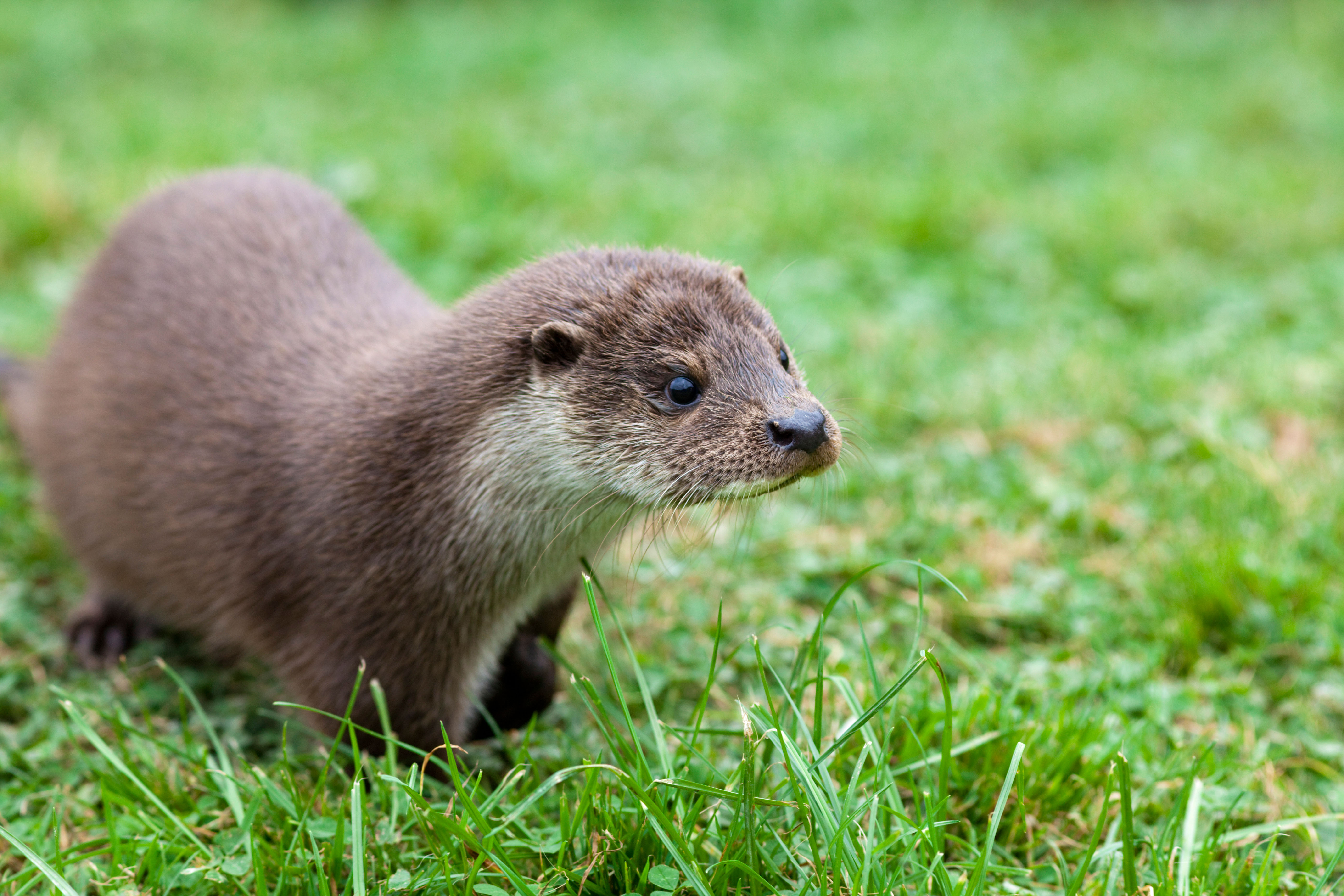Otter studies reveal the need for protection | Croucher Foundation