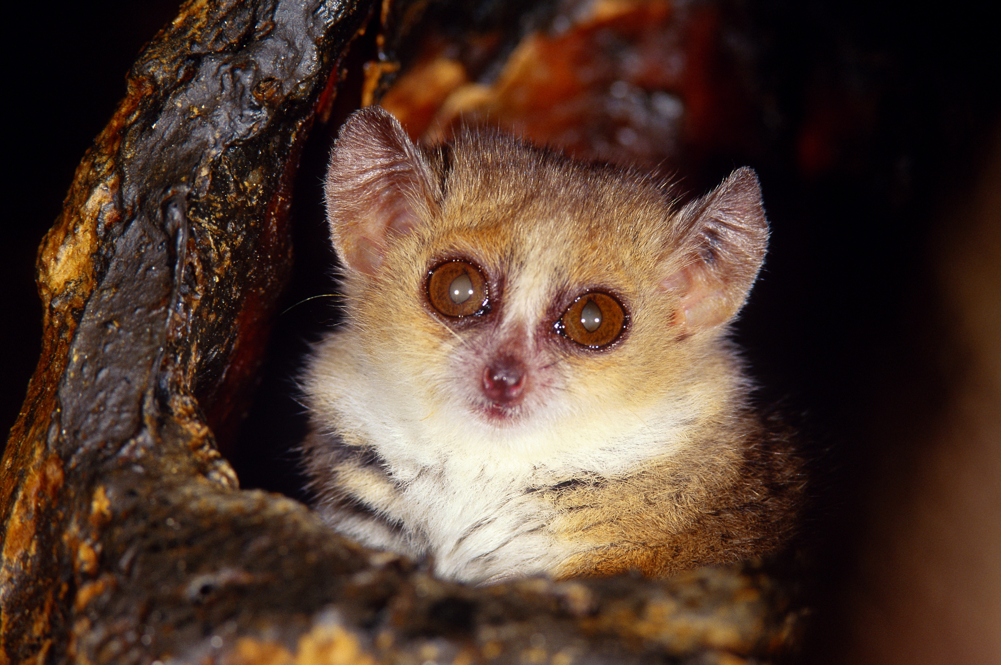 Cataloguing Madagascar's molecular biodiversity | Croucher Foundation